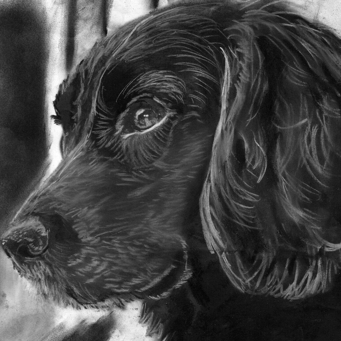 English Working Cocker Spaniel Charcoal Drawing Print Black - Etsy