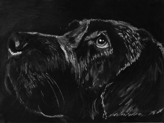 Black Labrador Charcoal Drawing Print Labrador Retriever Wall - Etsy