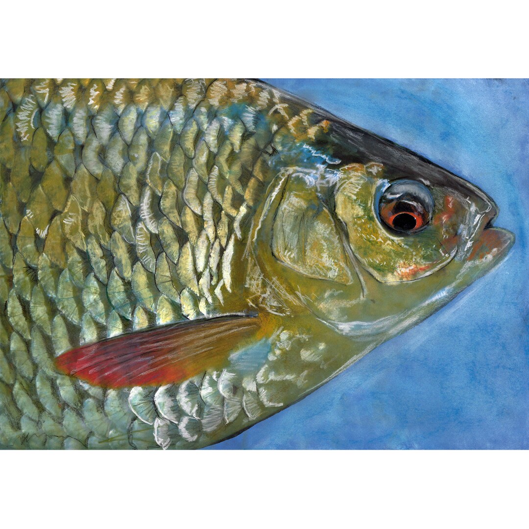 Rudd Art Print (scardinius Erythrophthalmus) Freshwater Fishing Wall ...
