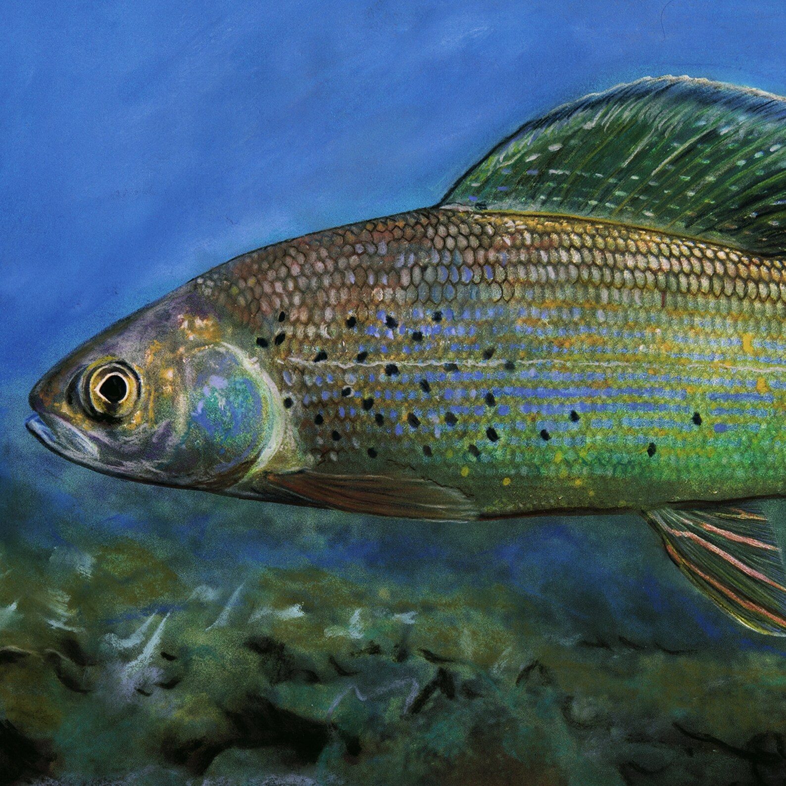 Grayling Fish Print: Hand Signed Pastel Painting, Fly Fishing Art - Etsy