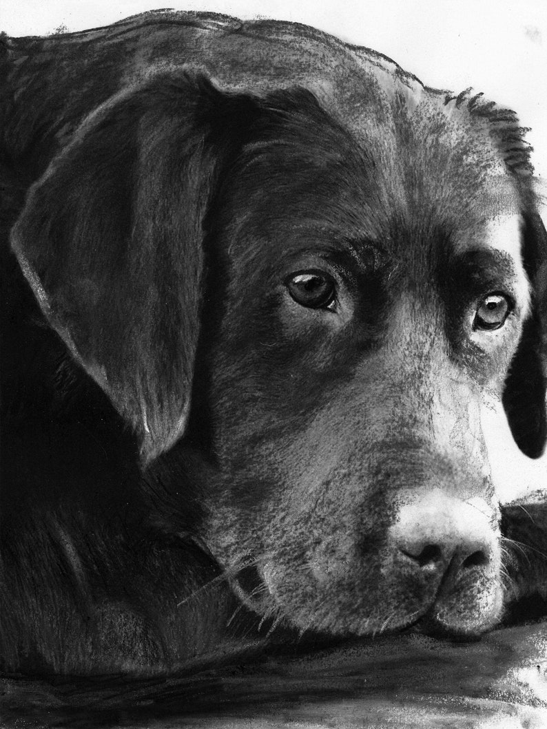 Black Lab Charcoal Drawing Print Labrador Retriever Wall Art - Etsy