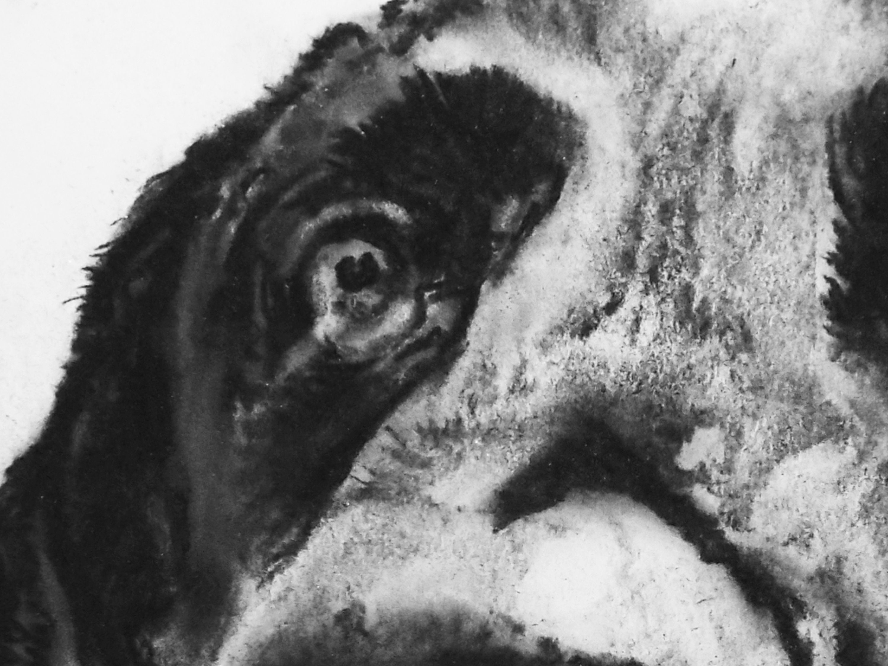Lazy Labrador Charcoal Drawing Print Black Labrador Retriever | Etsy