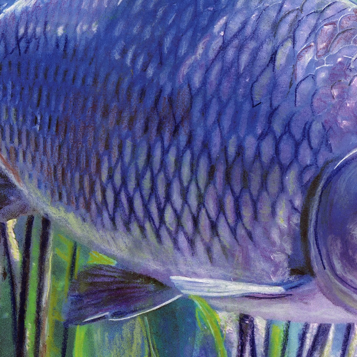 Carp Art Print Carp Fishing Gift Colourful Wall Art Print - Etsy