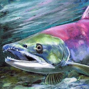 Sockeye Salmon Wall Art Print , Red Salmon, Kokanee Blueback Salmon ...