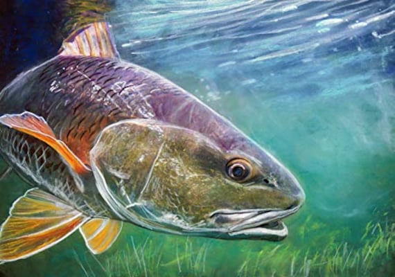 Redfish Wall Art Print Redfish Fishing Artwork Gift Red Drum - Etsy