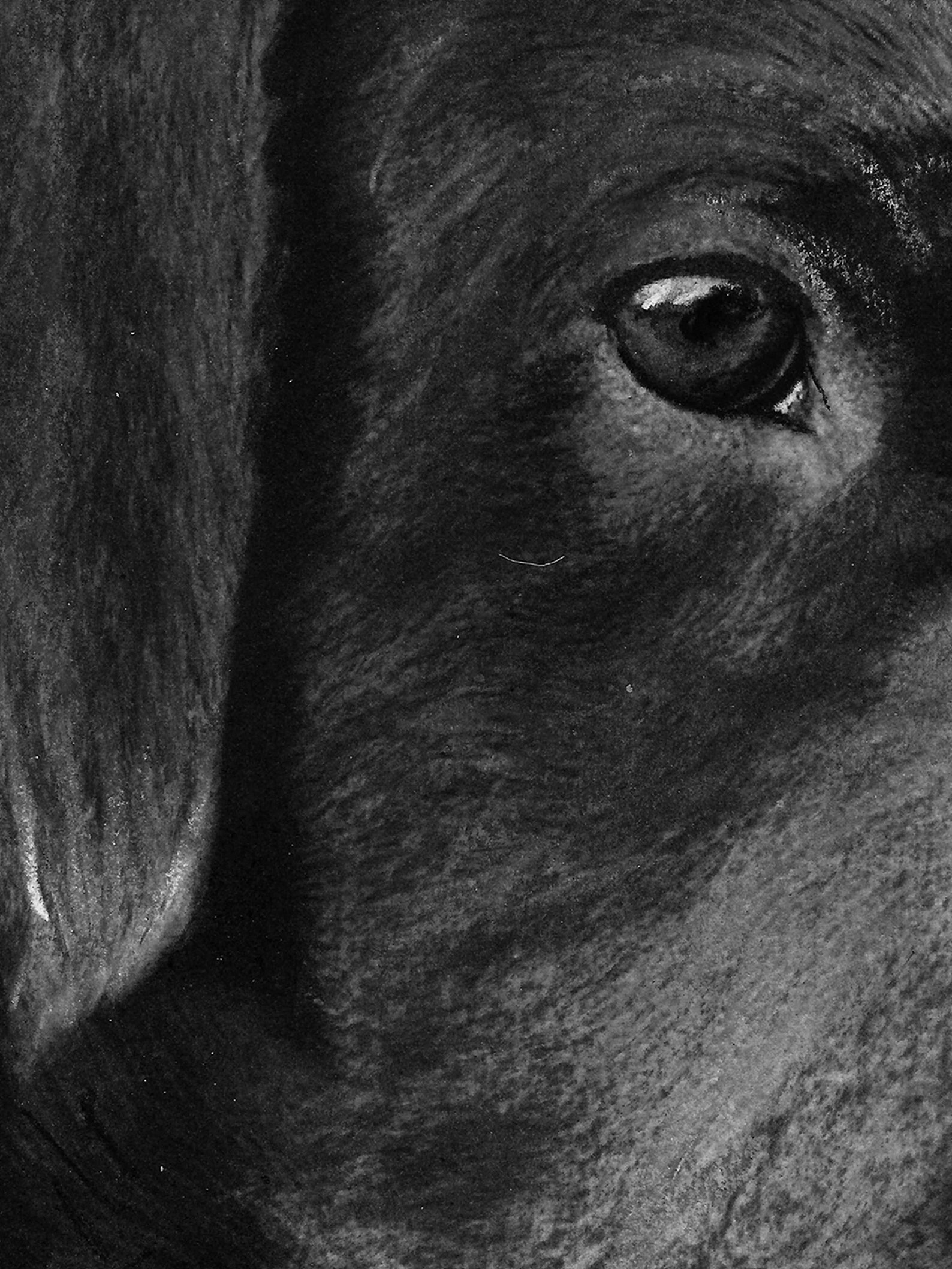 Black Labrador Retriever Wall Art Prints Dog Memorial Gift - Etsy