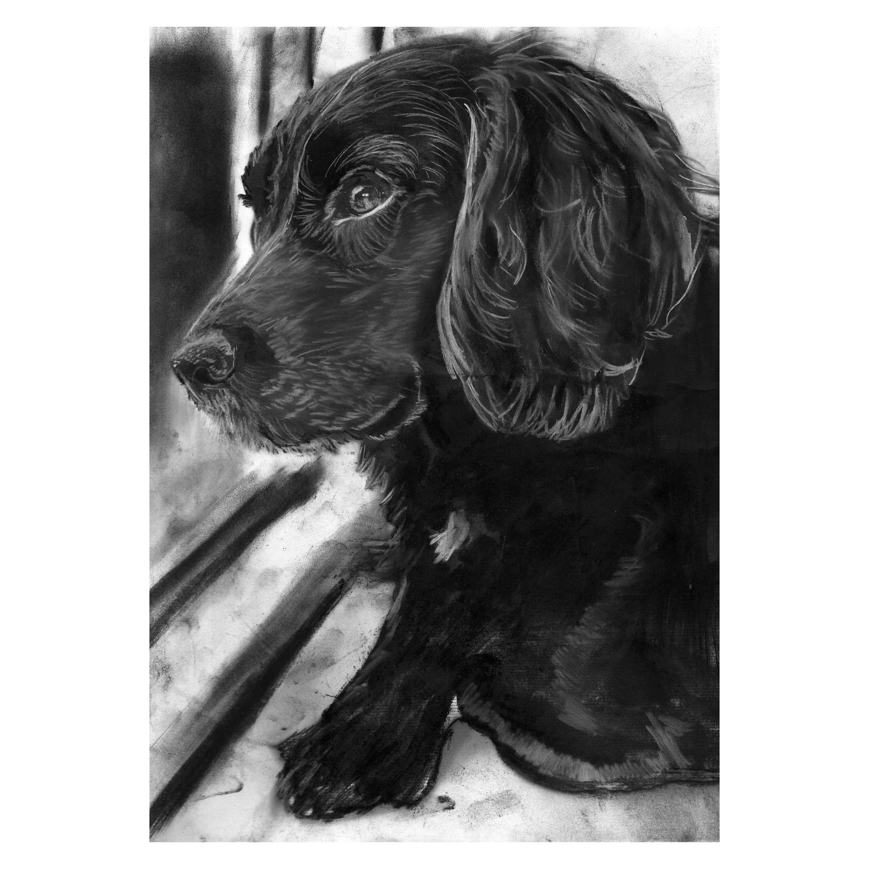 English Working Cocker Spaniel Charcoal Drawing Print Black | Etsy