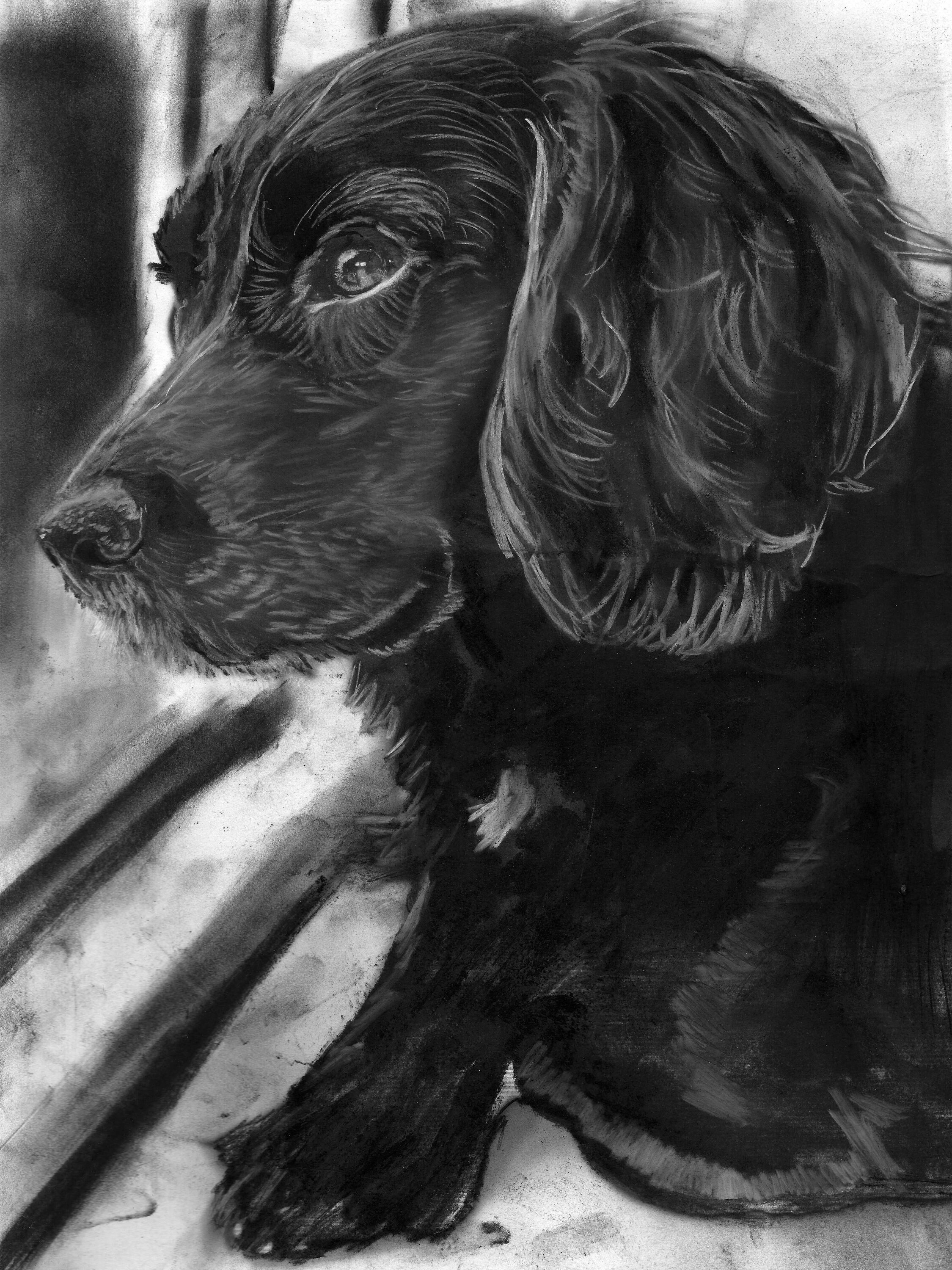 English Working Cocker Spaniel Charcoal Drawing Print Black | Etsy