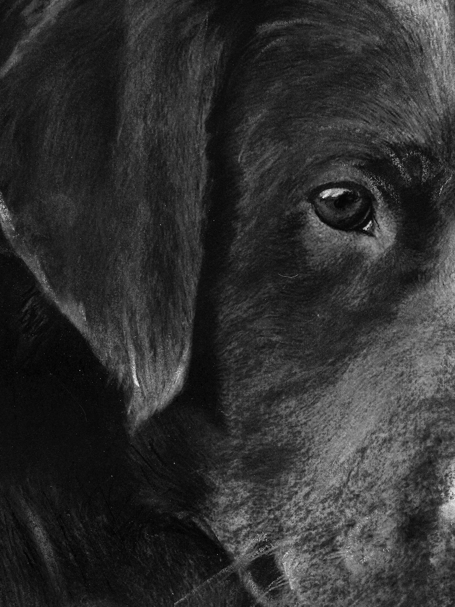 Black Labrador Retriever Wall Art Prints Dog Memorial Gift - Etsy