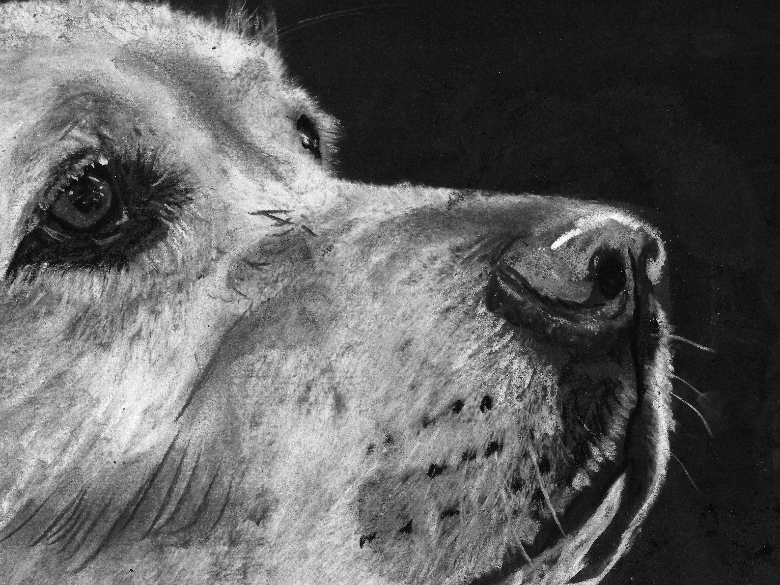 Yellow Labrador Charcoal Drawing Print Labrador Retriever Wall - Etsy