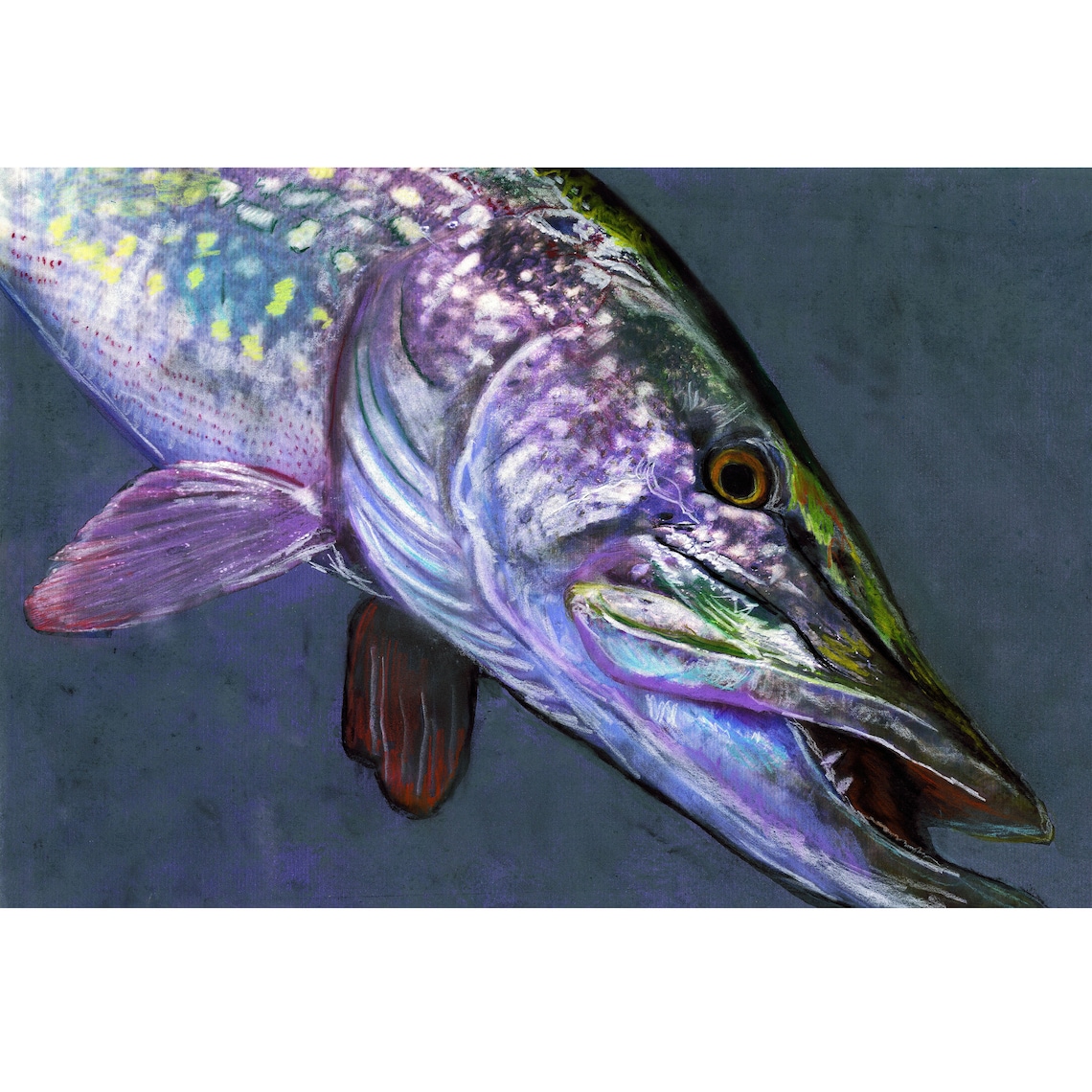 Northern Pike Art Print Freshwater Fishing Wall Art Print - Etsy