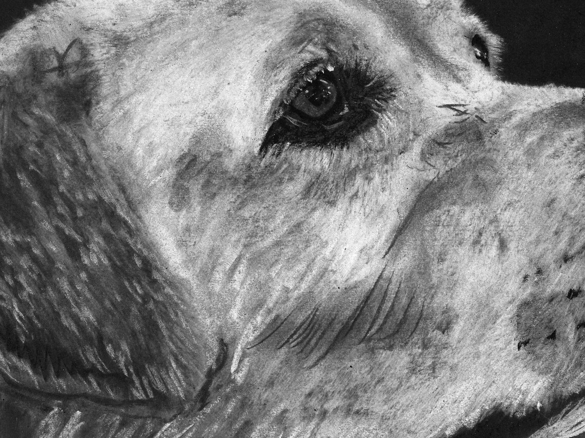 Yellow Labrador Charcoal Drawing Print Labrador Retriever Wall - Etsy