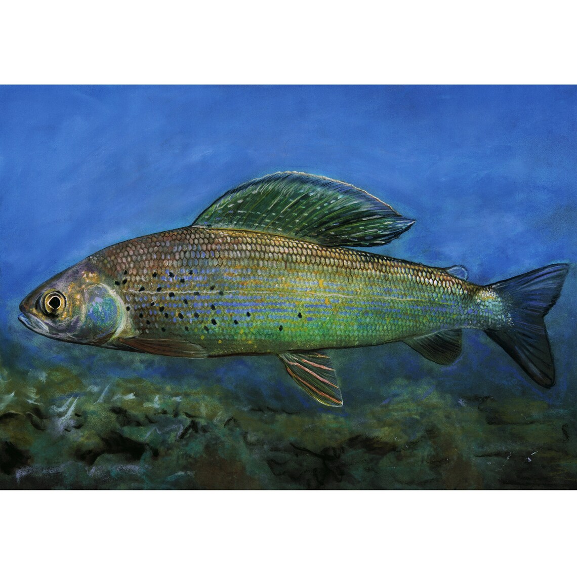 Grayling Fish Print: Hand Signed Pastel Painting, Fly Fishing Art - Etsy