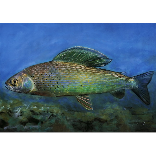 Grayling - Etsy