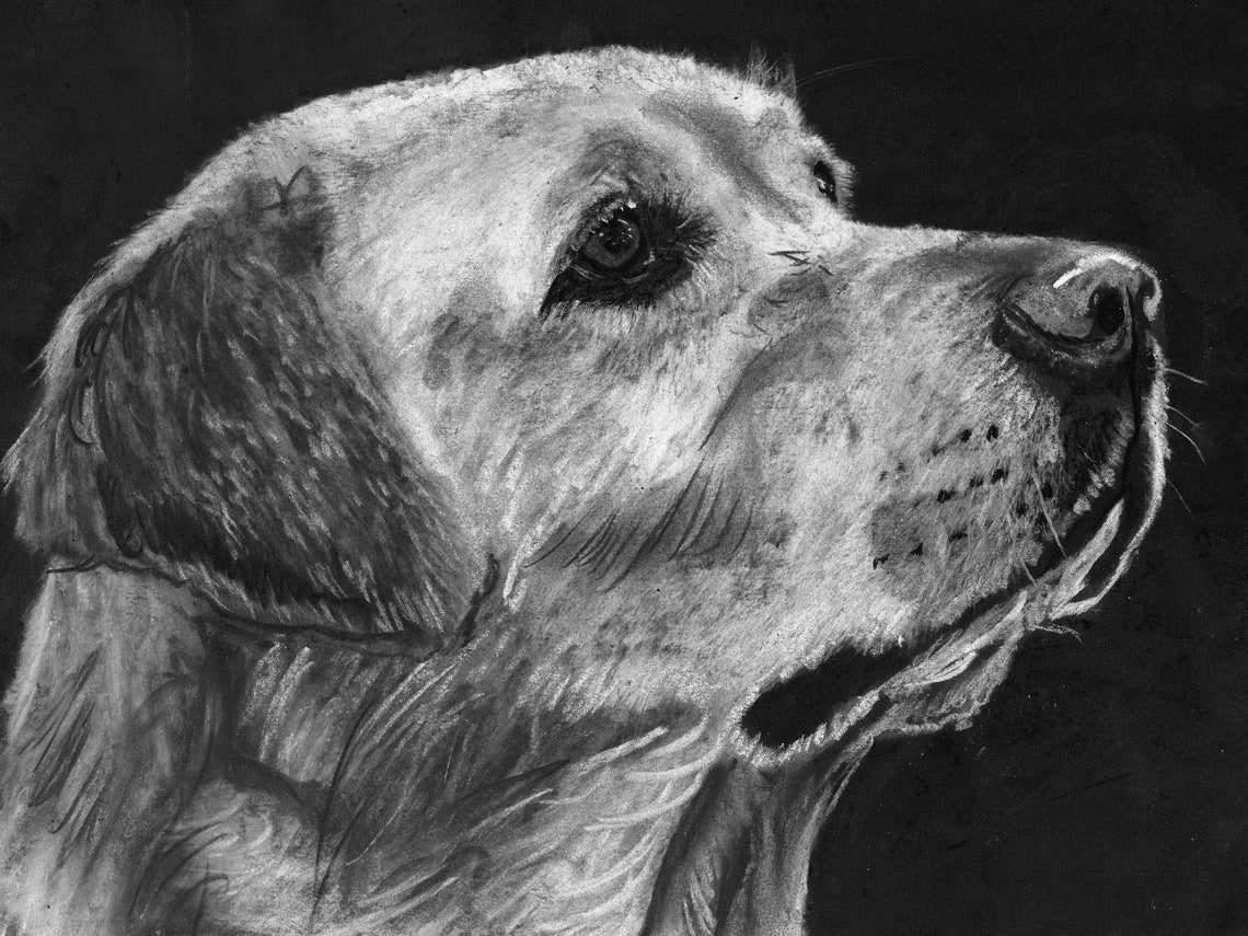 Yellow Labrador Charcoal Drawing Print Labrador Retriever Wall - Etsy