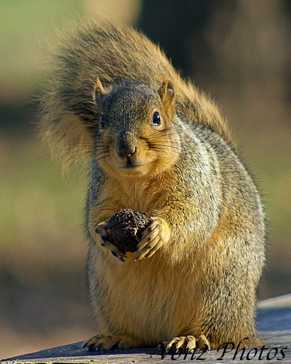 Red Squirrel American Squirrel Pine Squirrel Chickaree | Etsy