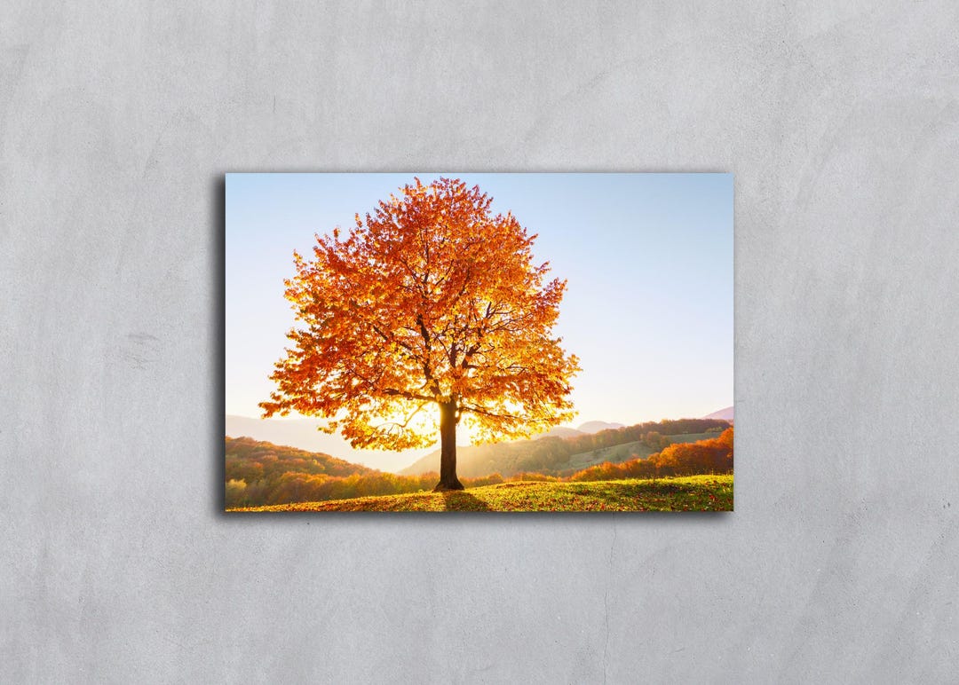 Printables Autumn Landscapes Orange Tree Autumn Tree Photography Fall ...