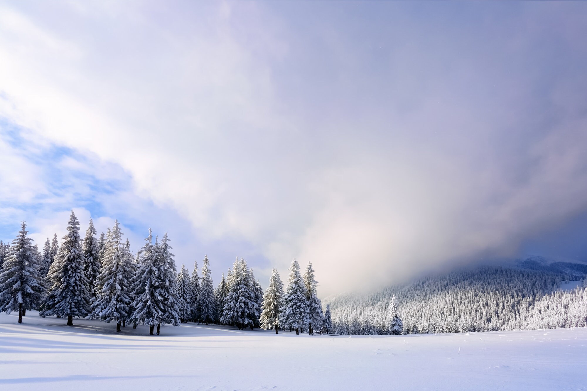 Winter Scenery, Snowy Forest Printable Photography, Tree Digital ...