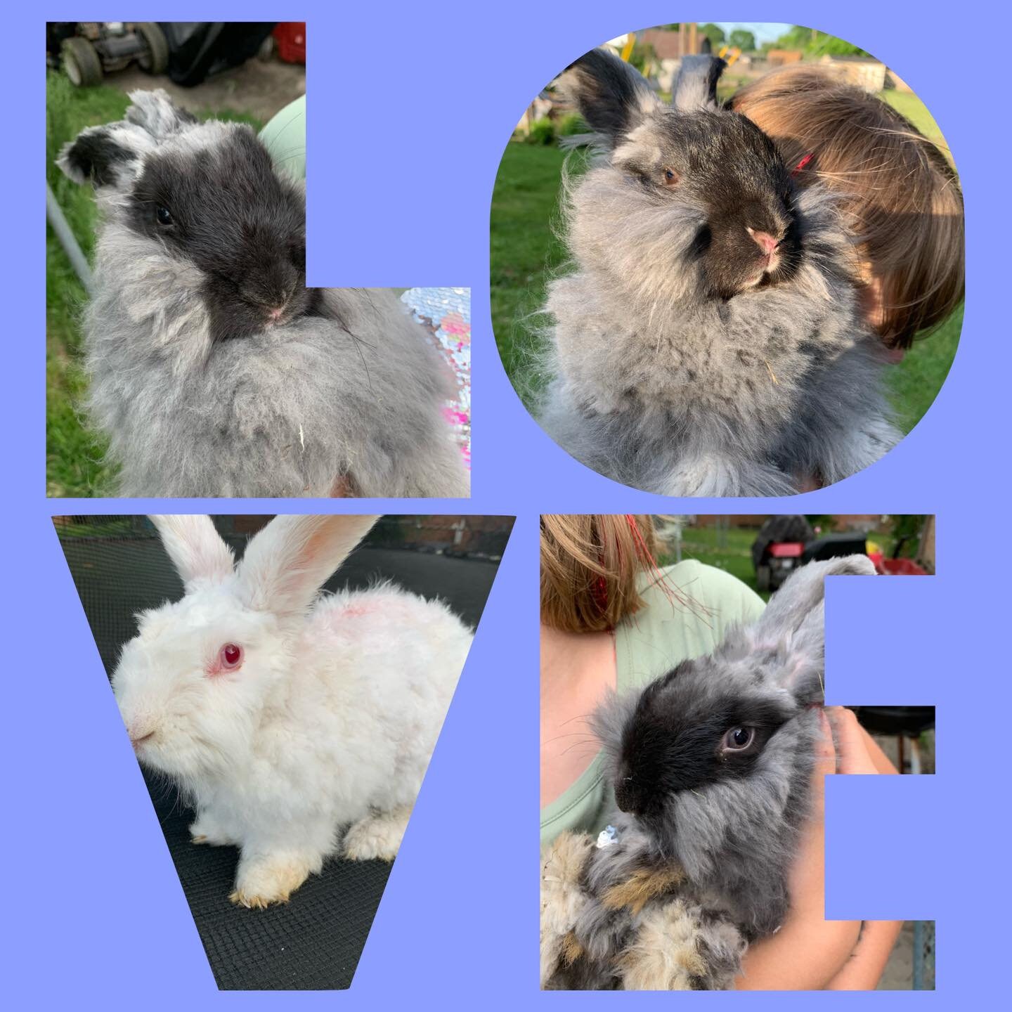 1.5 Oz of Pure Angora Rabbit Fiber for Spinning - Etsy