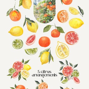 Watercolor Citrus Clipart Lemon Orange Lime Grapefruit Clip Art ...