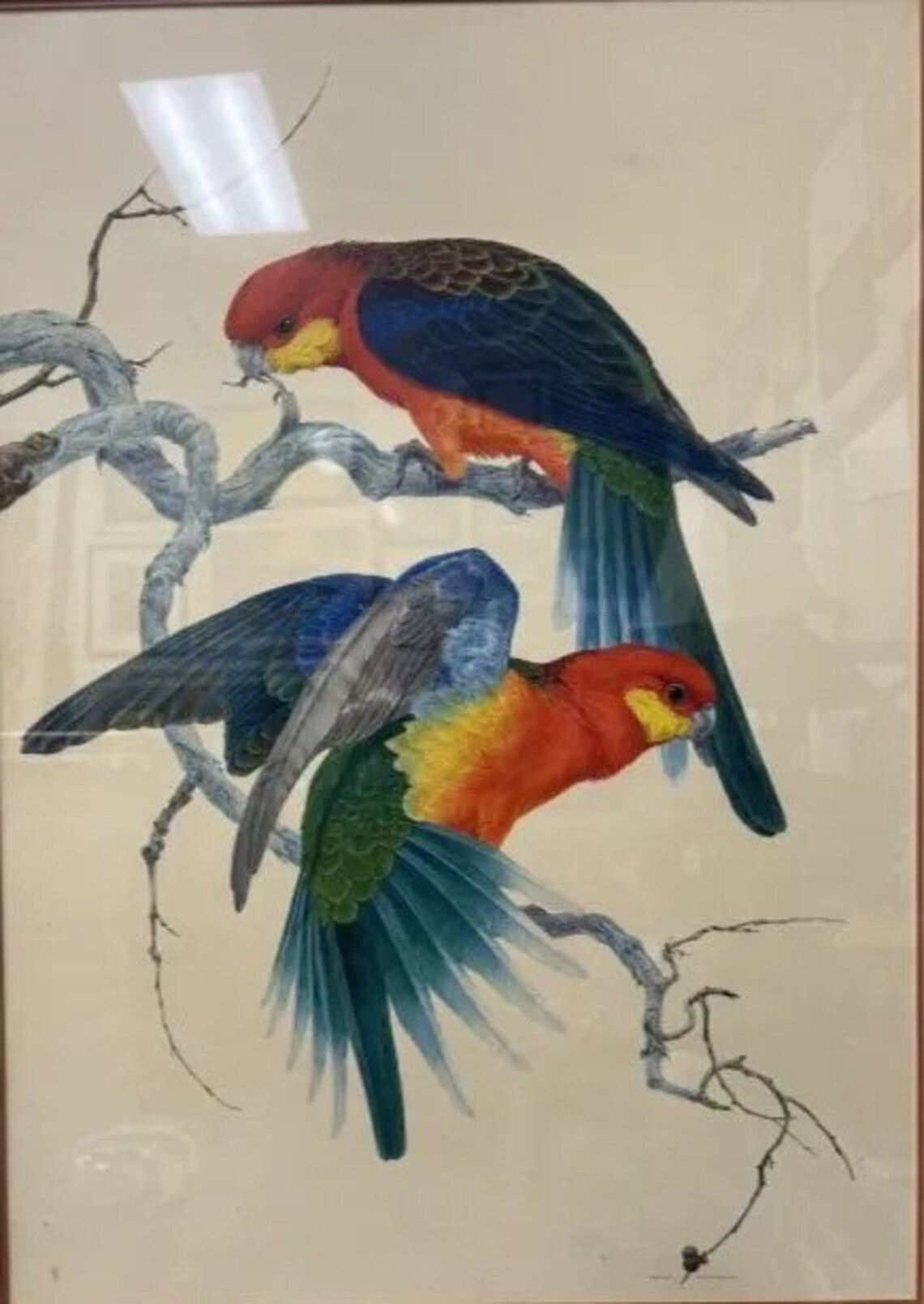 LARGE FRAMED LITHOGRAPH , Parrots in the Wild 28 X 37 - Etsy