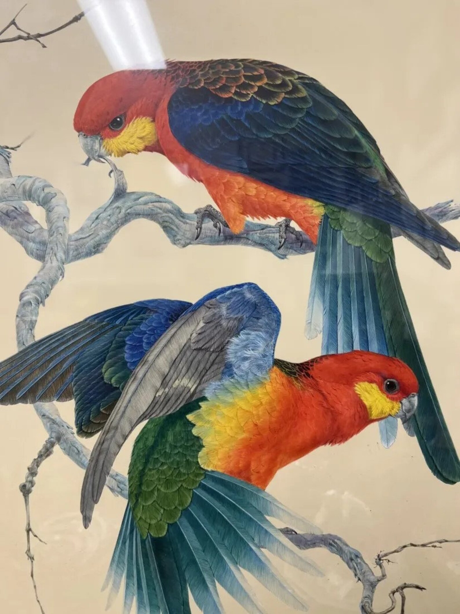 LARGE FRAMED LITHOGRAPH , Parrots in the Wild 28 X 37 - Etsy