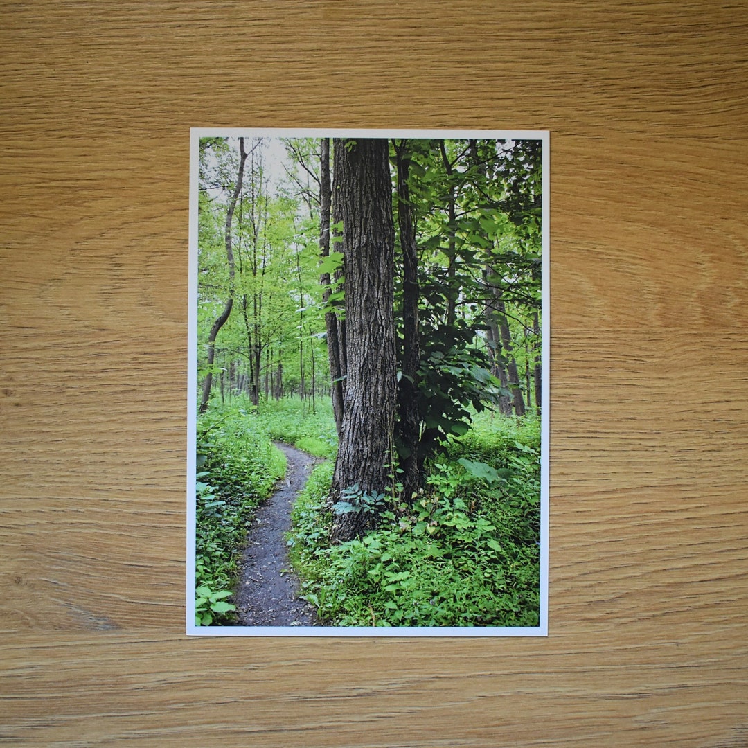 Forest Pathway Photography Print, 5"x7" and 8"x12" Photograph, Home ...