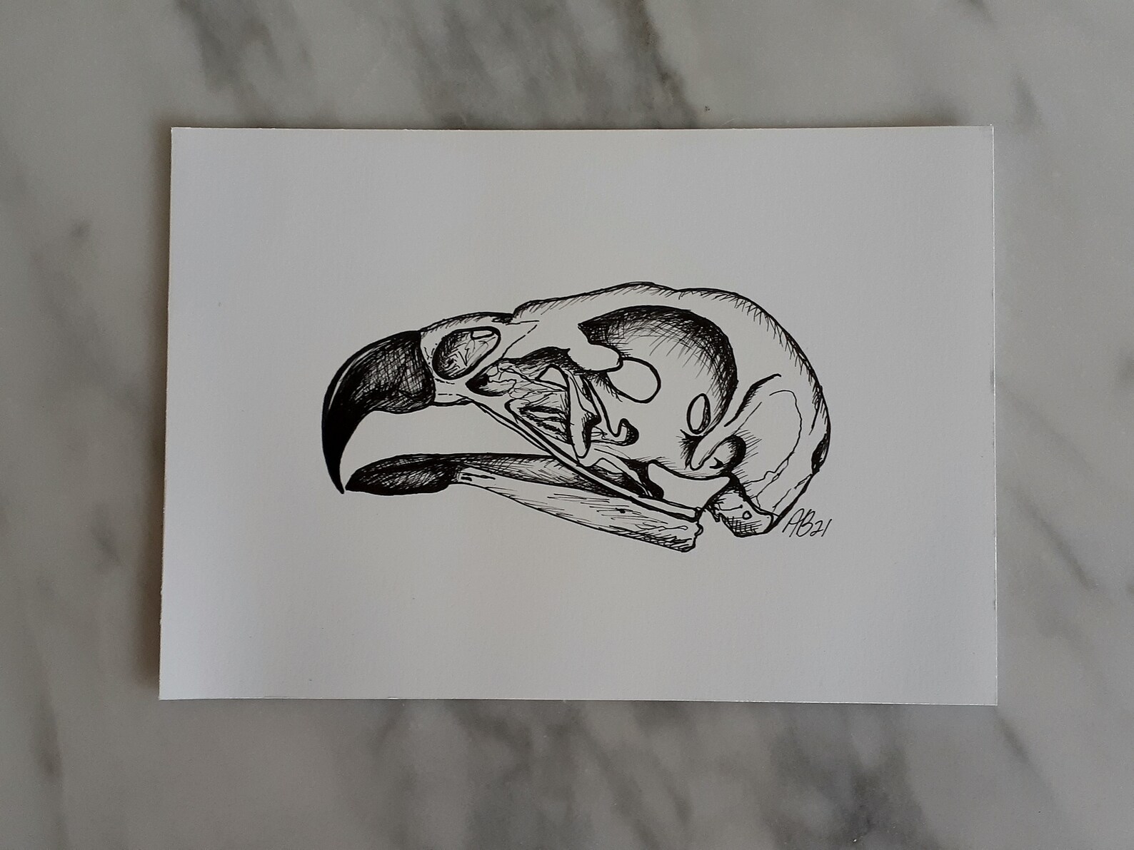 Great Black Hawk Skull Framed Art | Etsy