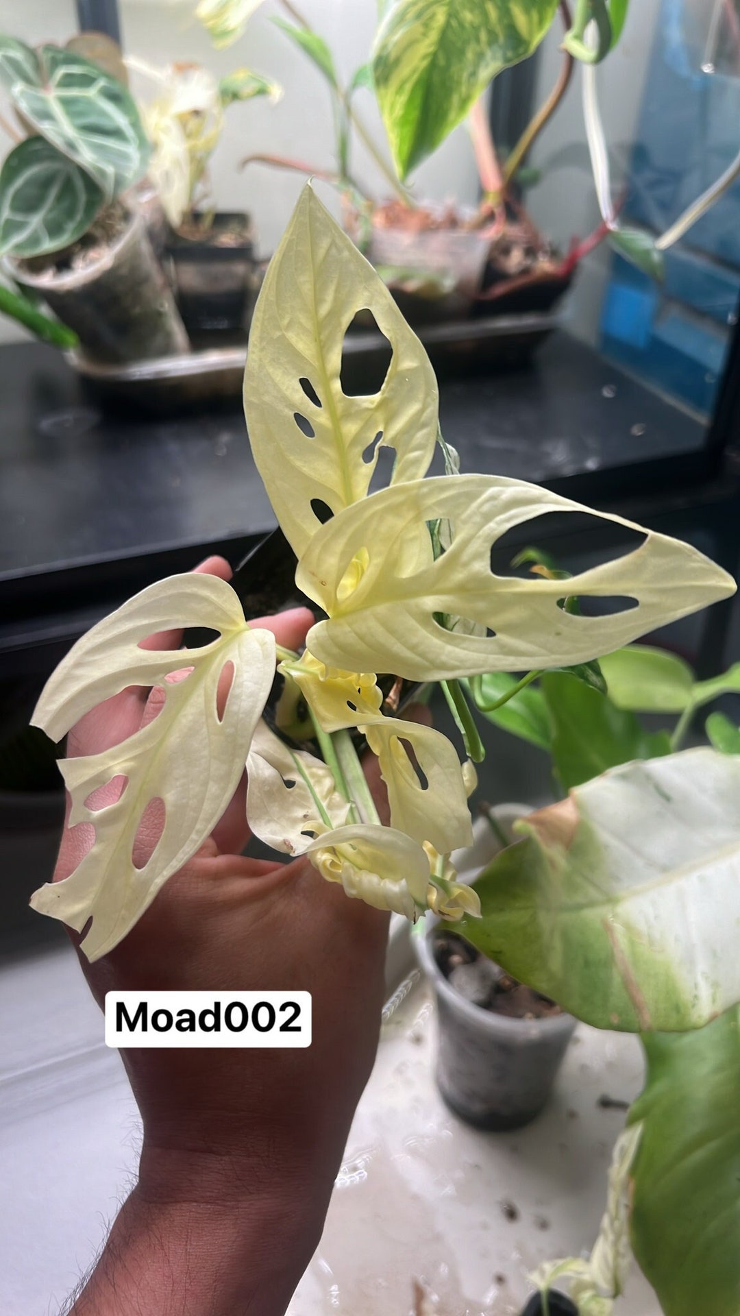 High Variegation Monstera Adansonii Archipielago Rooted Plant US Seller ...