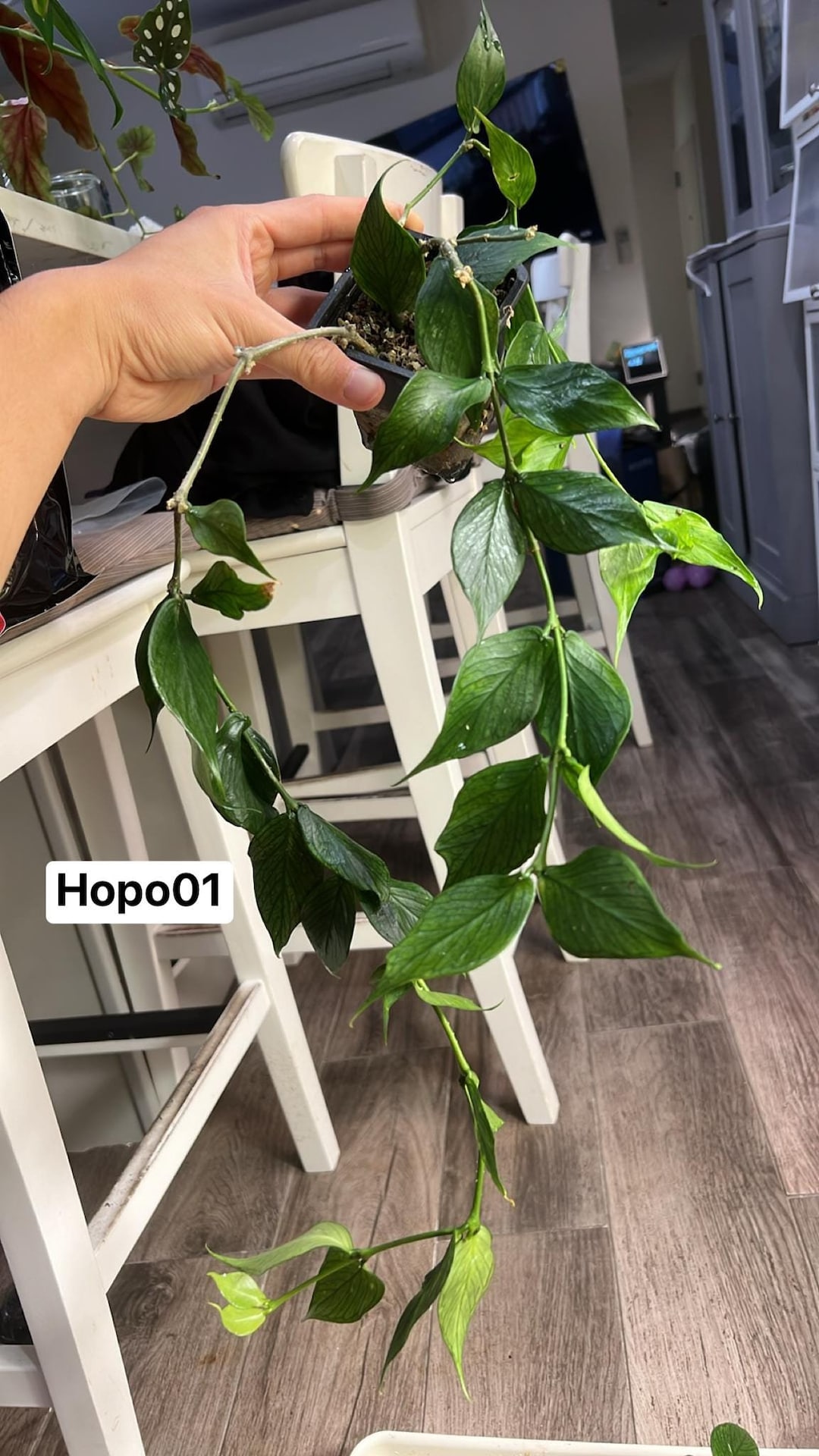 Hoya Polyneura fish Tail Hoya rooted and Actively Growing US Seller ...