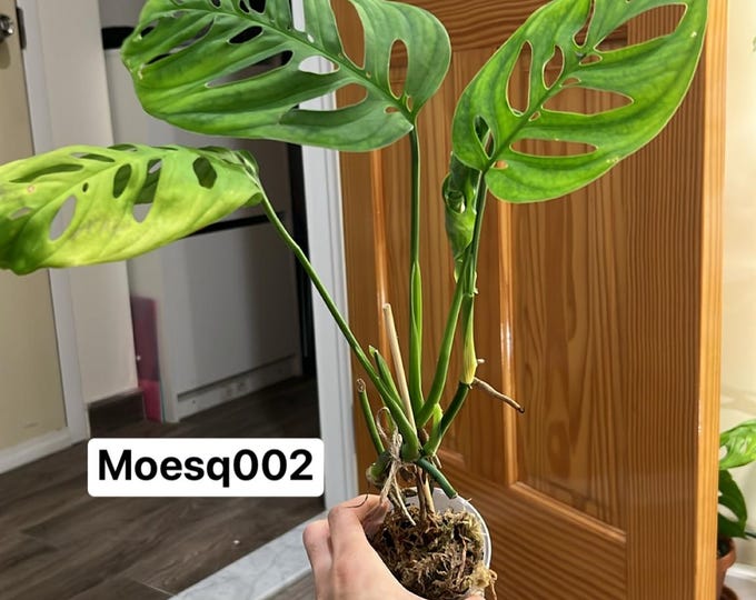 Beautiful Monstera Esqueleto (rooted and Actively Growing) (US Seller ...