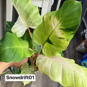 Beautiful Philodendron Snowdrift Rooted and Actively Growing (US Seller ...