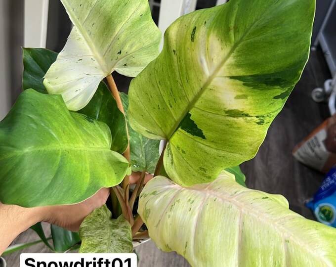 Beautiful Philodendron Snowdrift Rooted and Actively Growing (US Seller ...