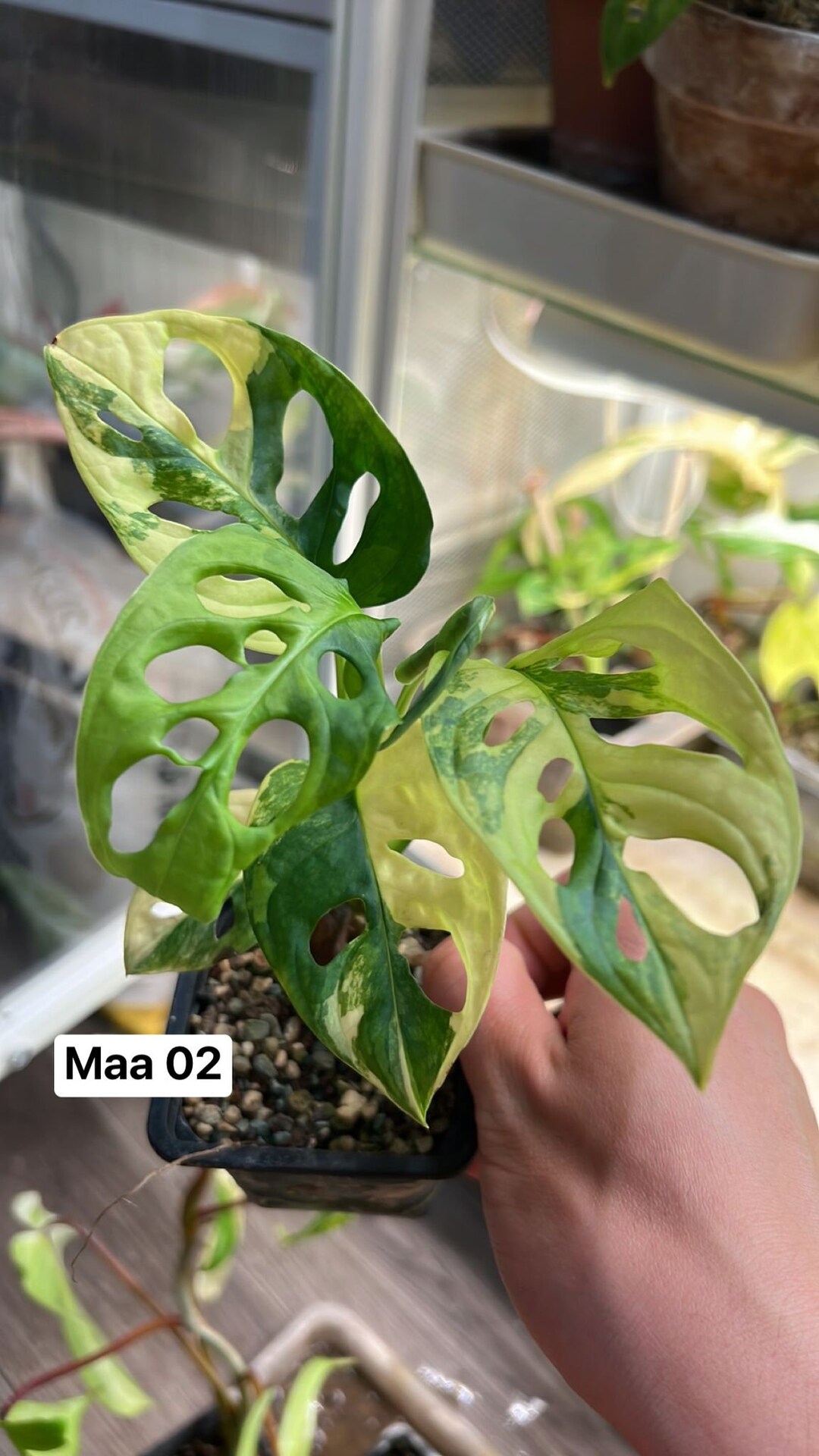 High Variegation Monstera Adansonii Aurea Rooted Plant US - Etsy