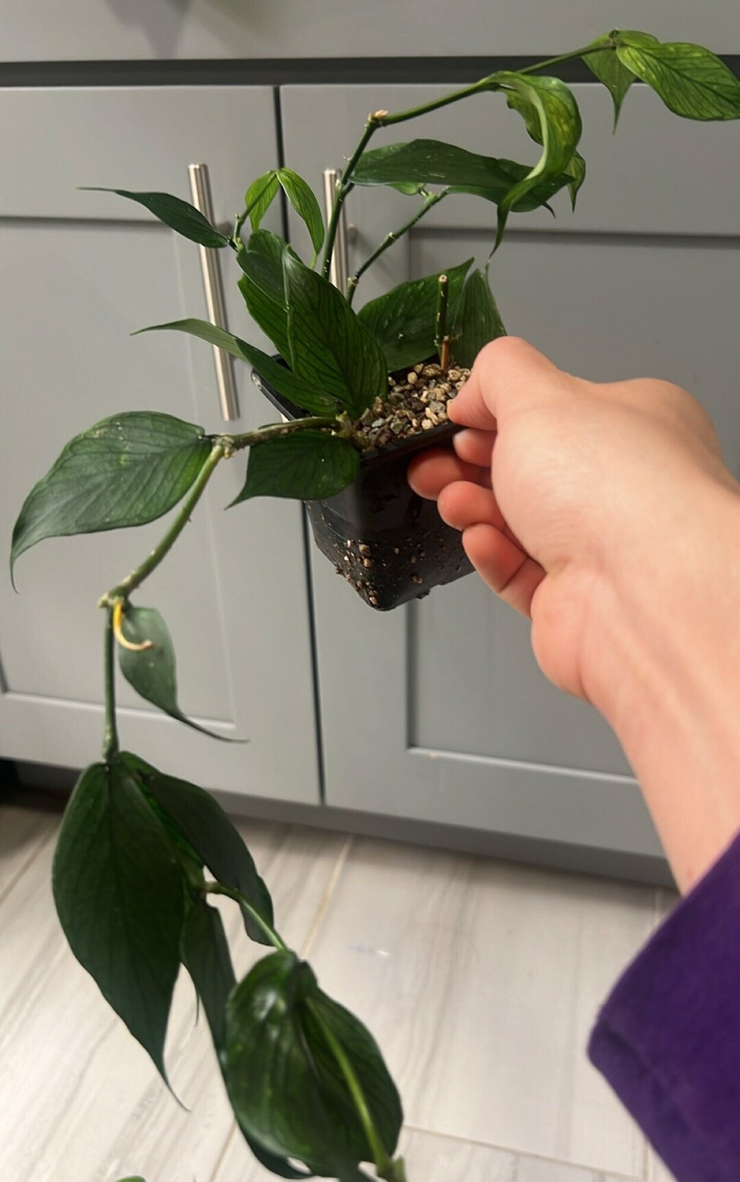 Hoya Polyneura fish Tail Hoya rooted and Actively Growing US Seller ...