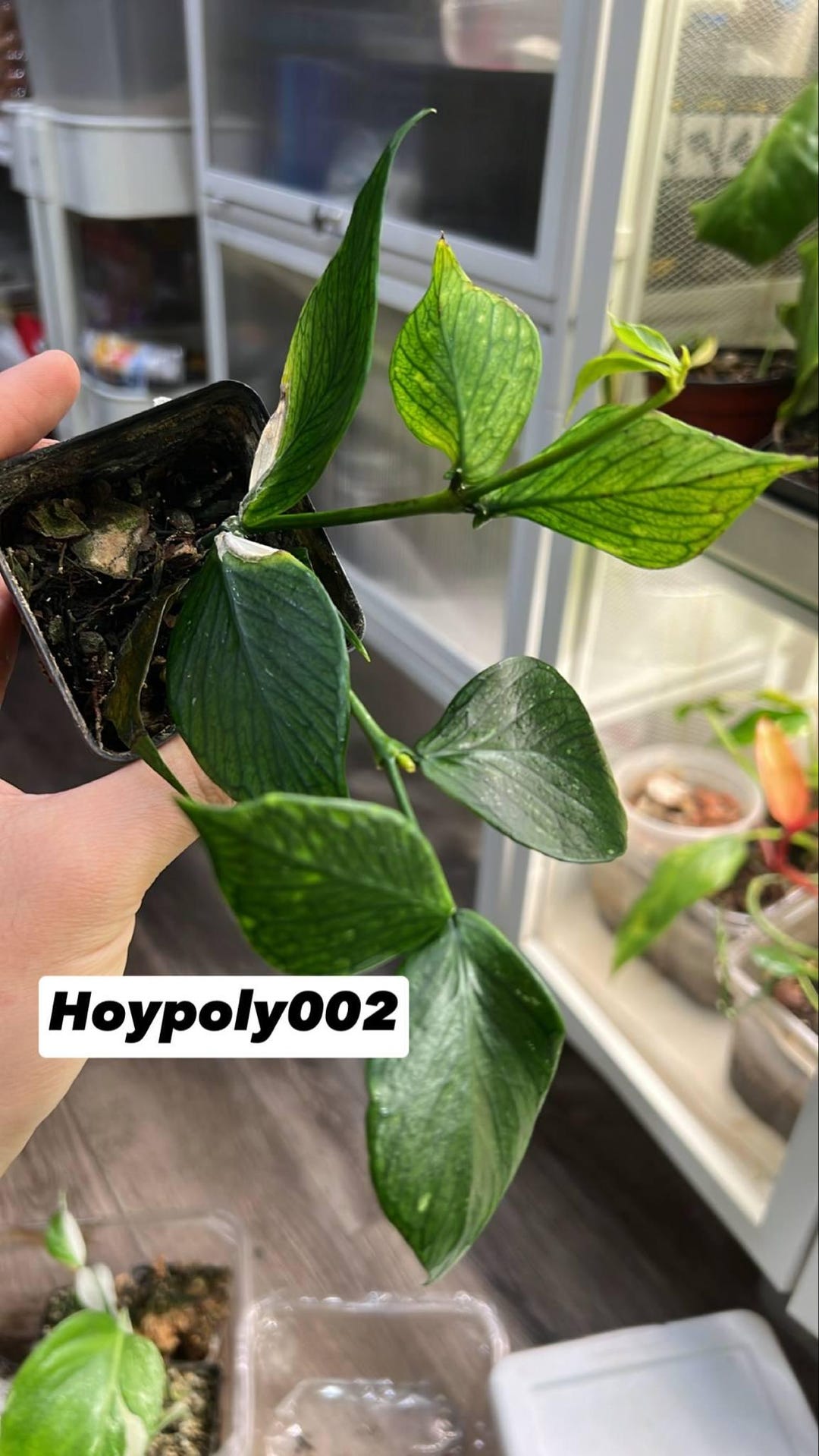Hoya Polyneura (fish Tail Hoya) (rooted and Actively Growing) (US ...
