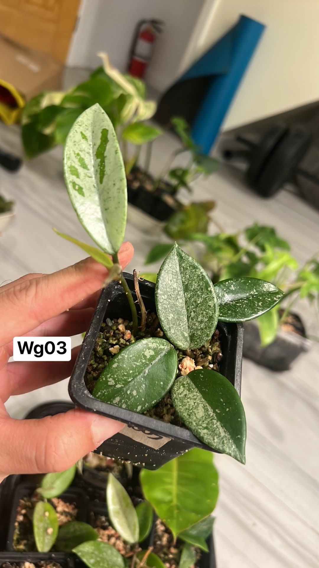 Wilbur Graves China Hoya Rooted Plant US Seller WG03 - Etsy