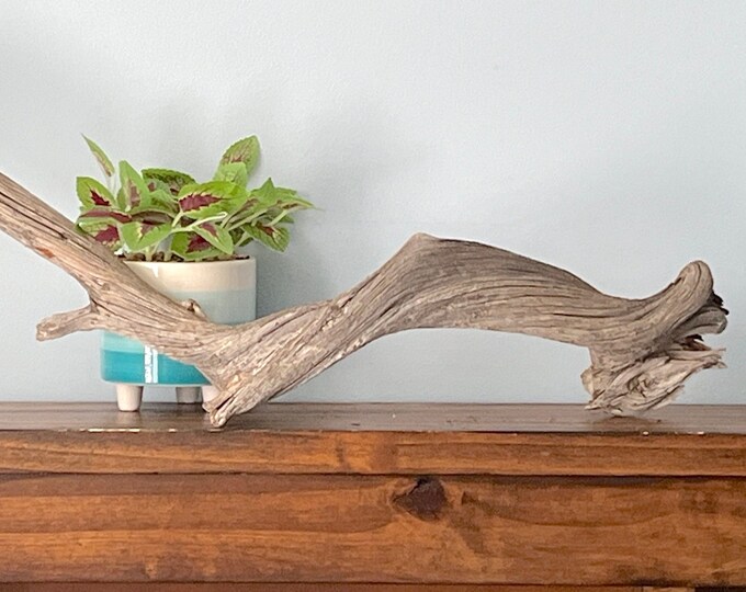 Juniper Deadwood Tree Branch for Rustic Decor, Twisted Wood for DIY ...
