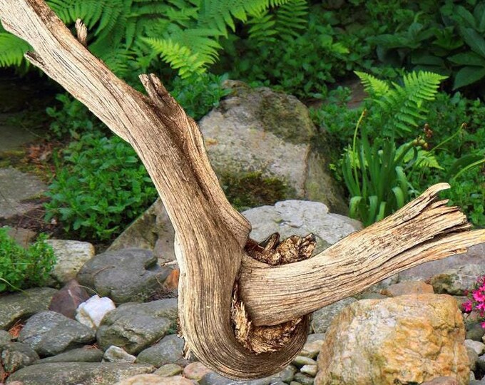 Juniper Deadwood Tree Branch for Rustic Decor, Twisted Wood for DIY ...