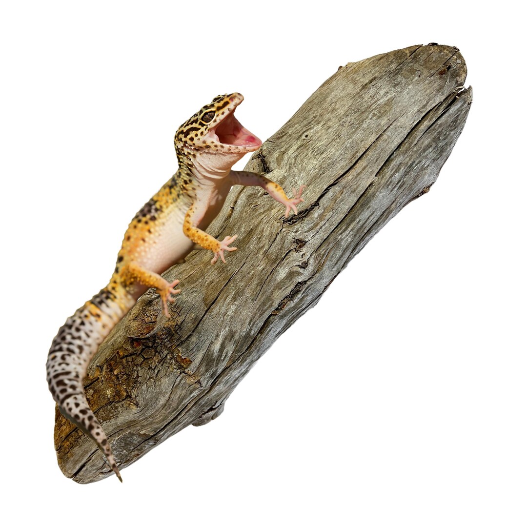 Driftwood Branch for Reptiles, Wood for Lizards, Snake Accessories ...