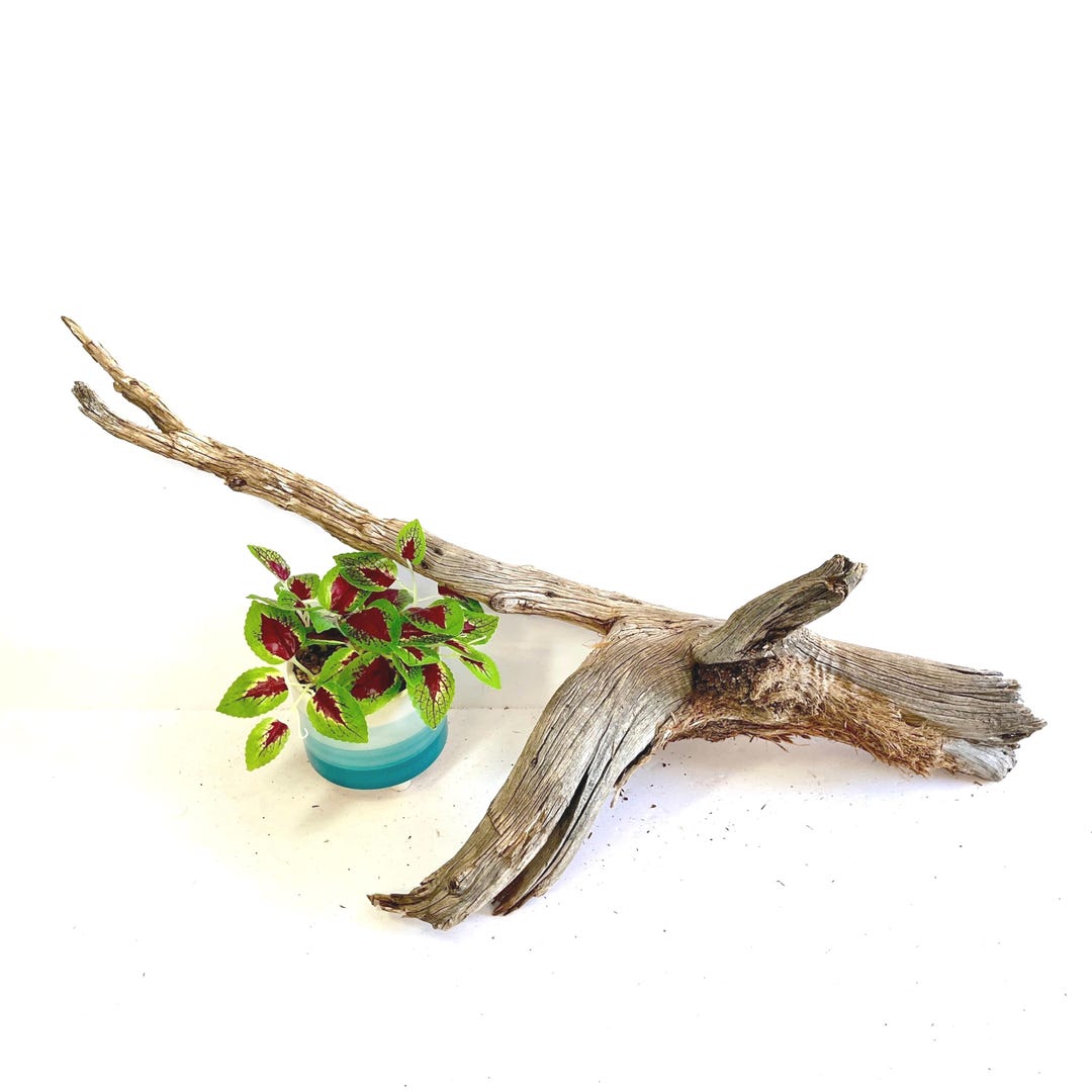 Twisted Wood Hanging Branch Decor, Juniper Deadwood, 28" Tree Branch ...