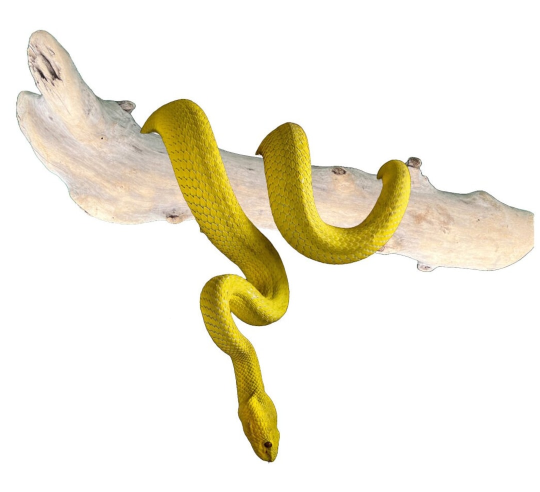 Extra Large Reptile Wood Branch, Driftwood Log for Reptile Tank Decor ...