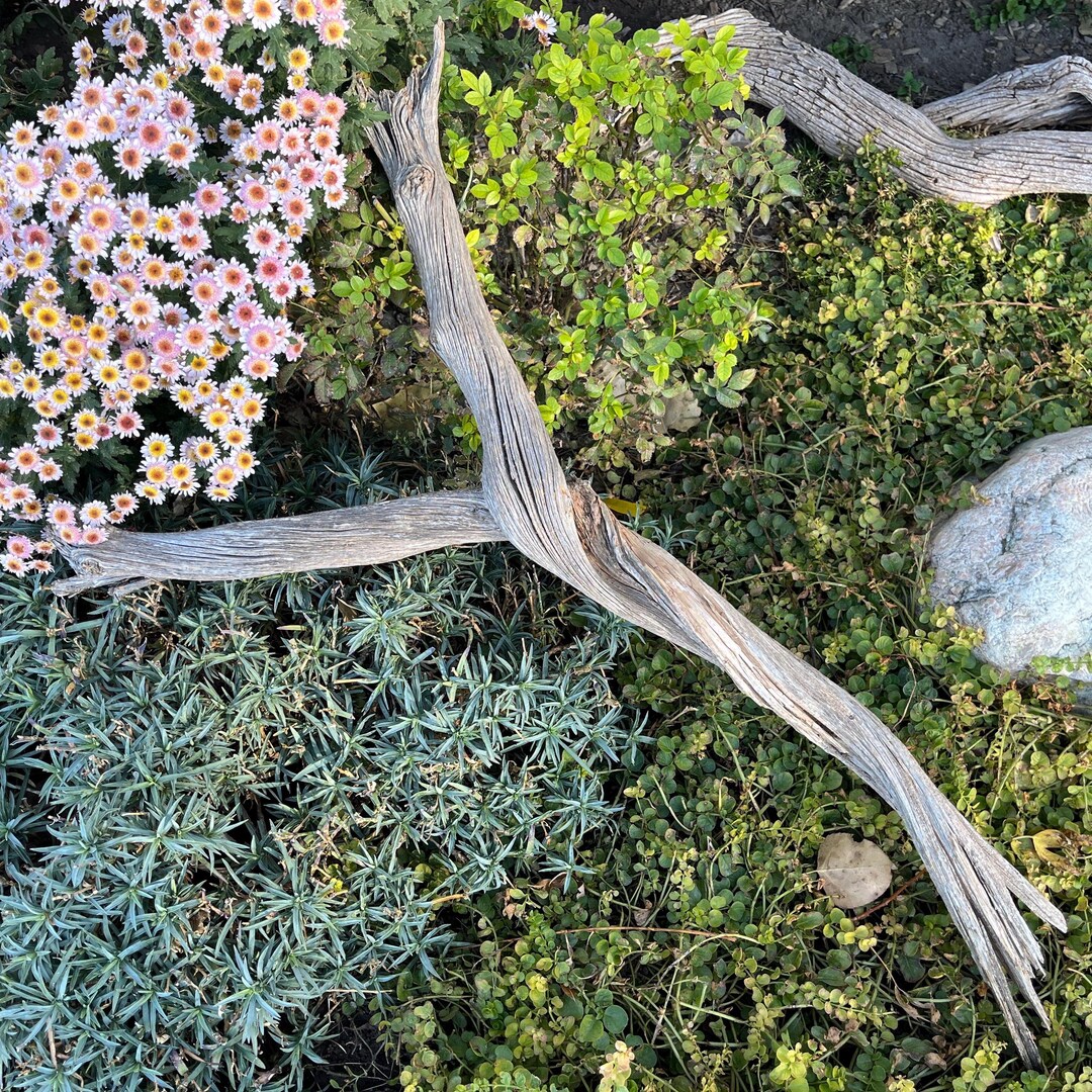 Juniper Deadwood Tree Branch, Rustic Branch Decor, Twisted Wood, 34 ...