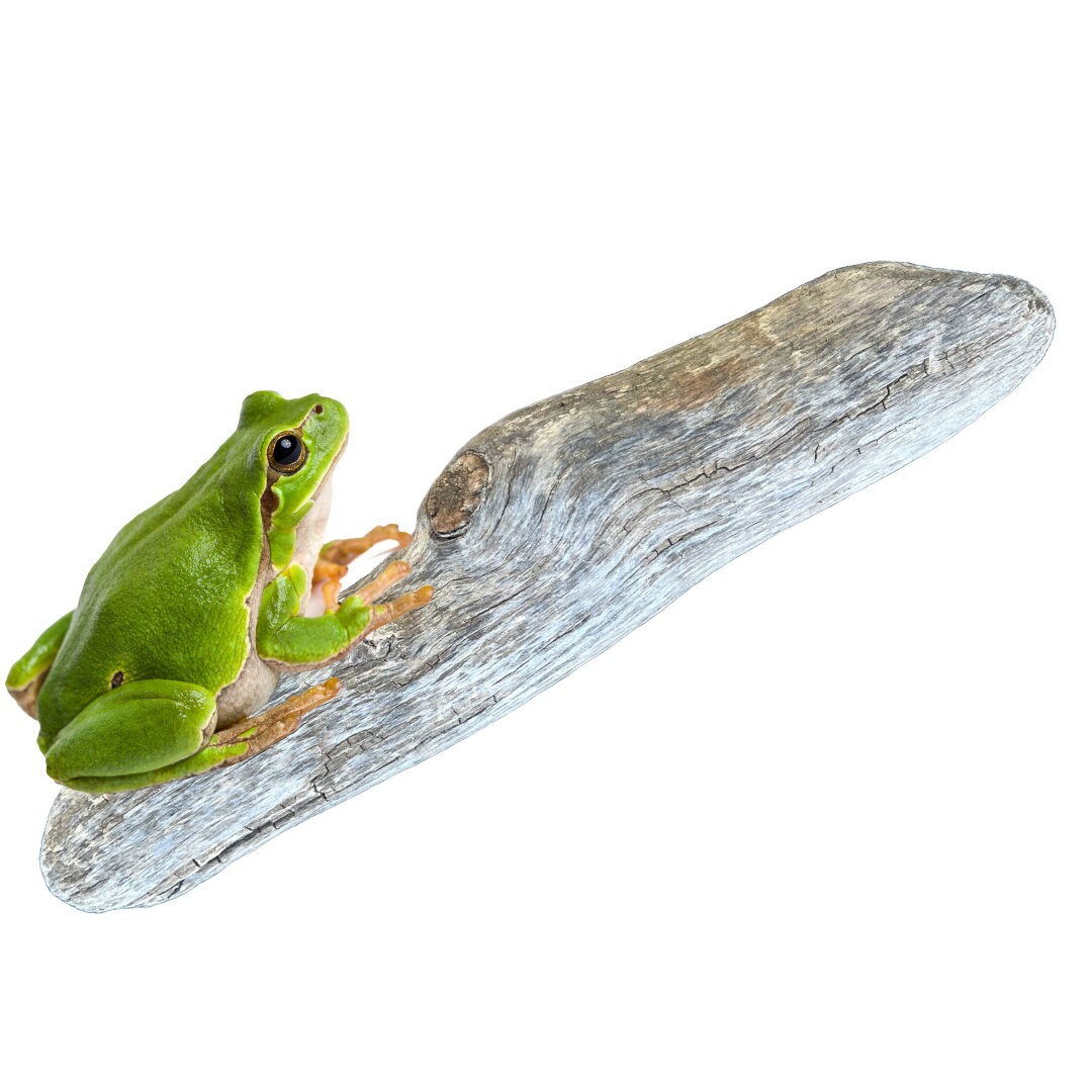 Frog Tank Wood, Snake Accessories, Small Driftwood Branch for Reptiles ...