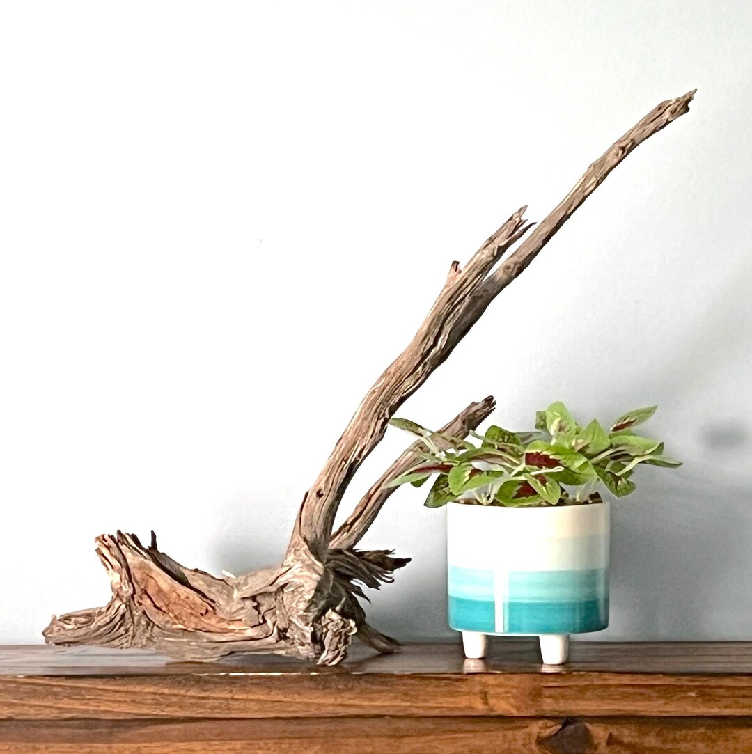 Twisted Juniper Deadwood Tree Branch for Bonsai, Rustic Branch Decor ...
