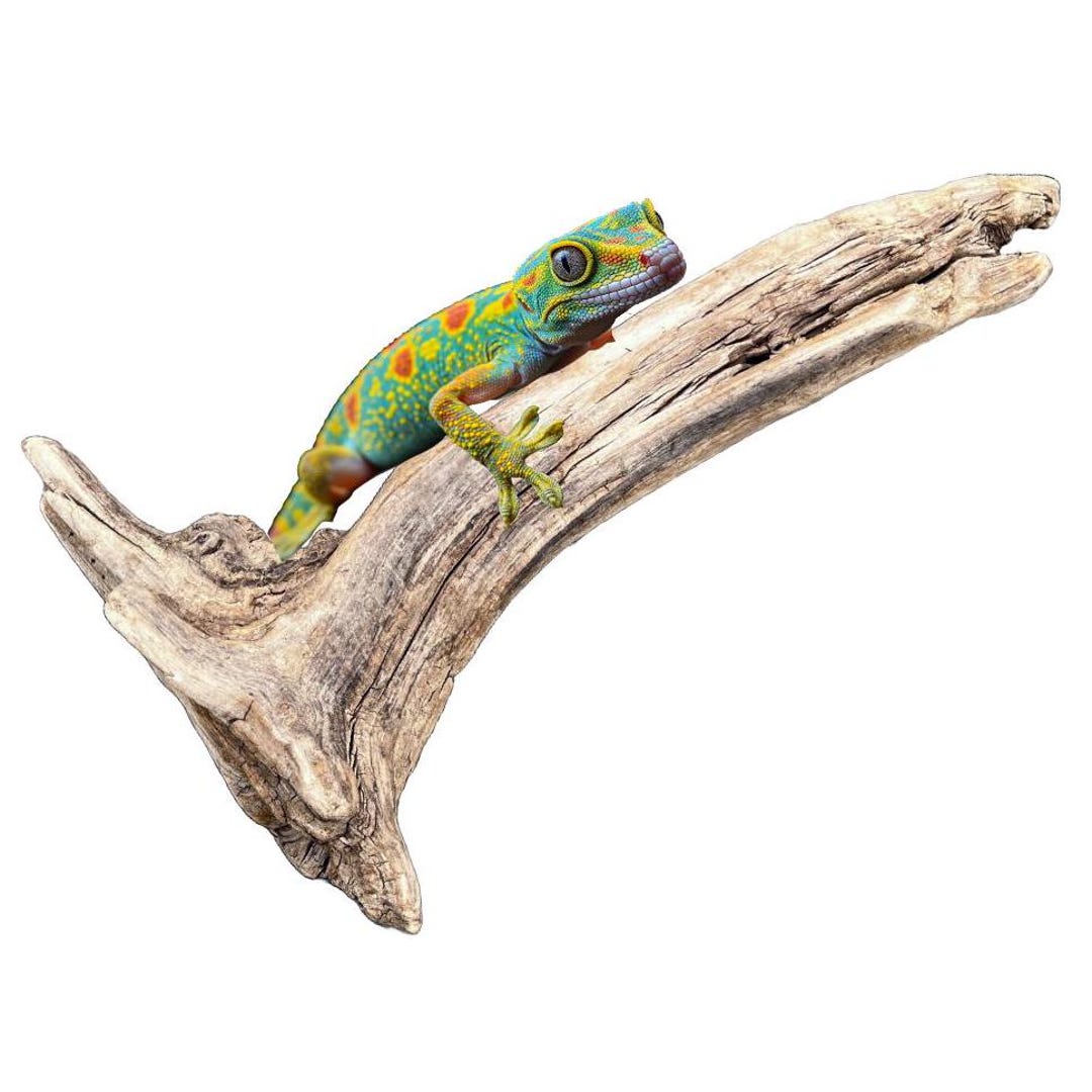 Reptile Climbing Branch, Driftwood Tree Limb for Reptile Tank, Bearded ...