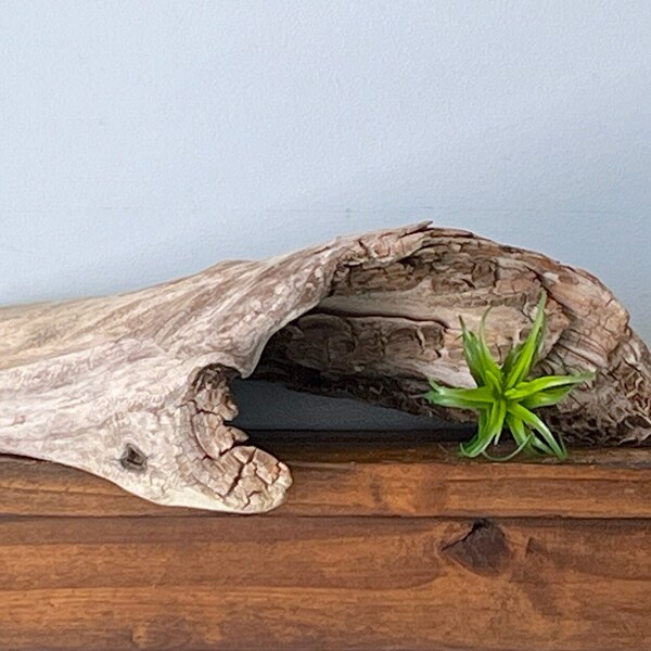 Reptile Hide - Etsy