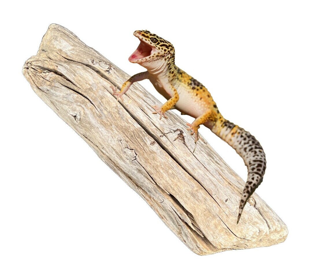 Driftwood Branch for Reptiles, Wood for Lizards, Snake Accessories ...