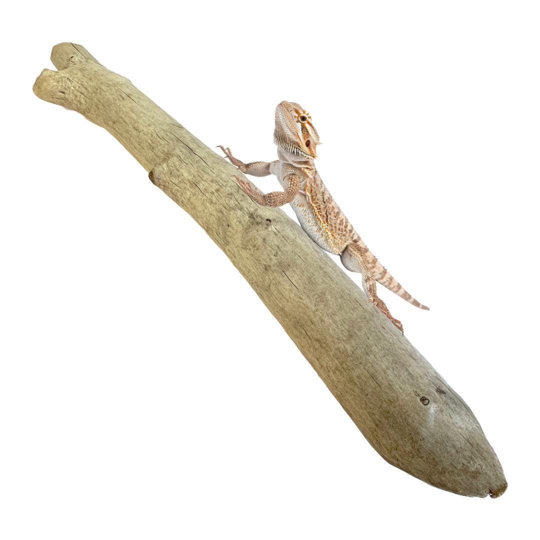 Driftwood Tree Branch for Reptile Tank, Bearded Dragon Accessories ...