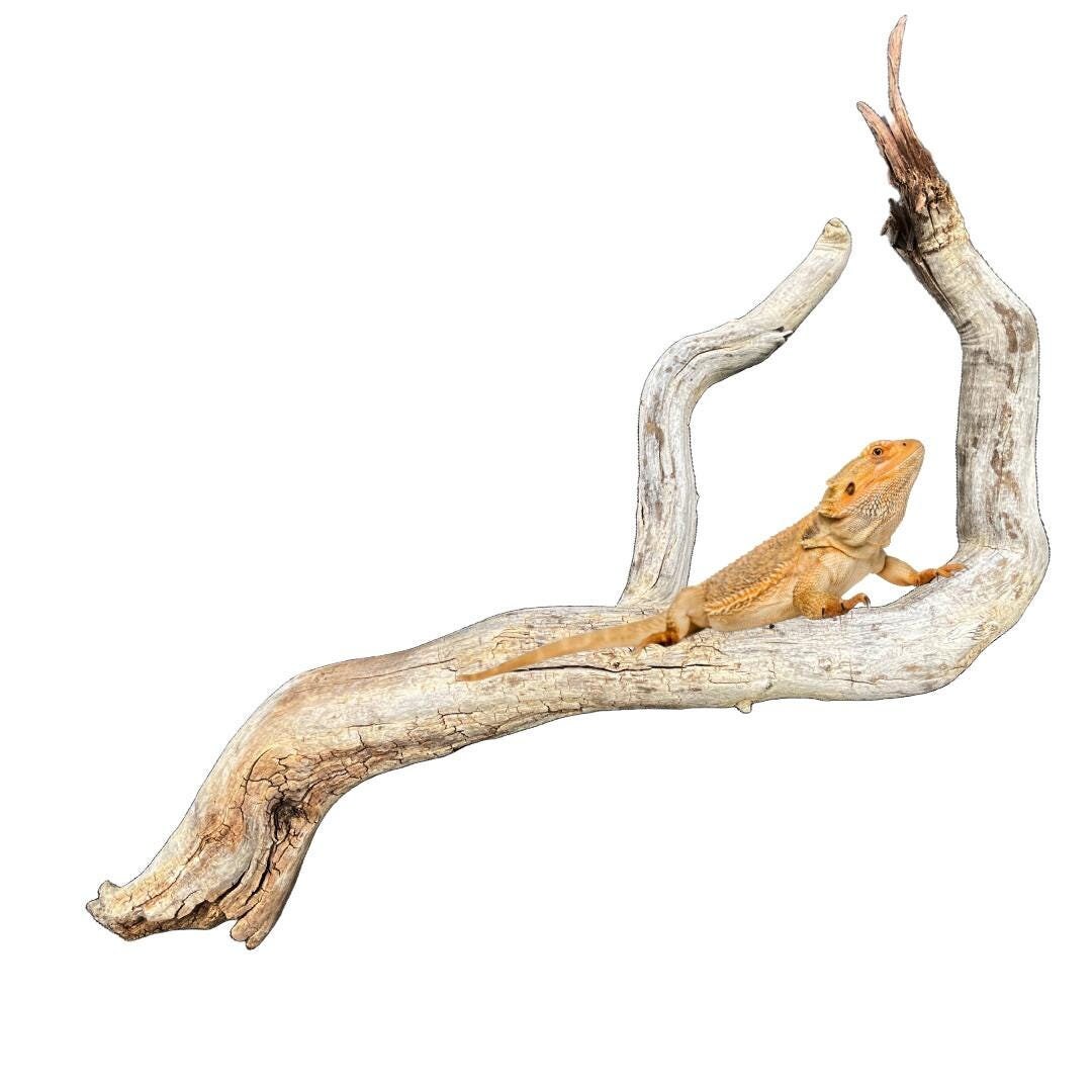 Driftwood Branch for Reptile Tank, Bearded Dragon Accessories, Reptile ...